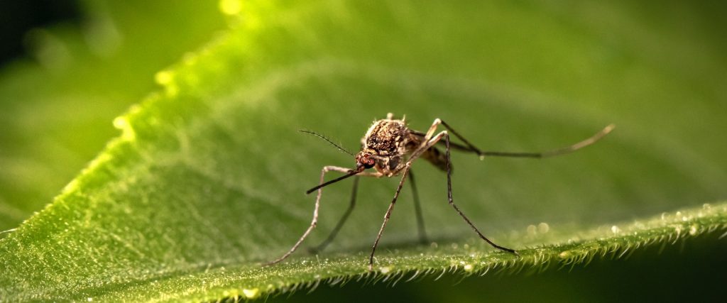 Mosquito Bite Prevention | Travel Vaccination Centre